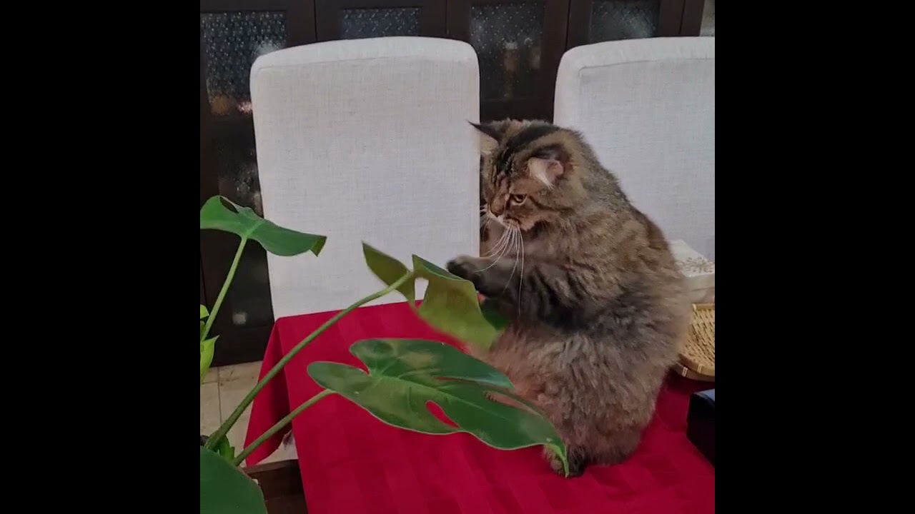 Rocky Balboa, but a cat.