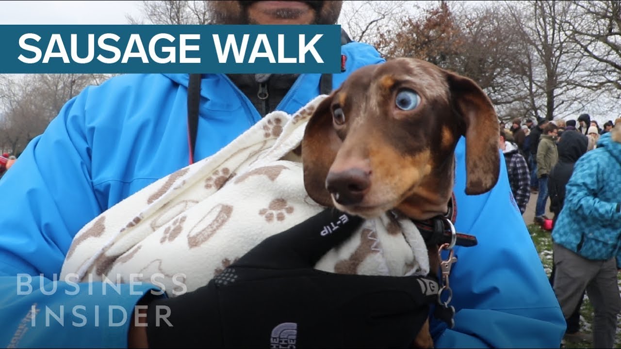 1,000 dachshunds gather for mass walk in London.