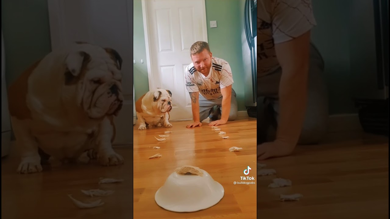 Man vs. dog potato chip eating contest.