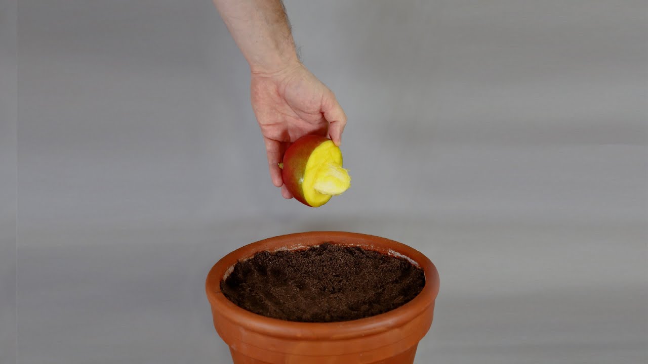 Mango grows from a seed to a tree in one year.
