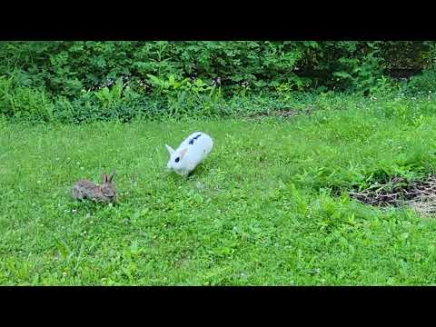 Pet rabbit and wild rabbit meet for first time.
