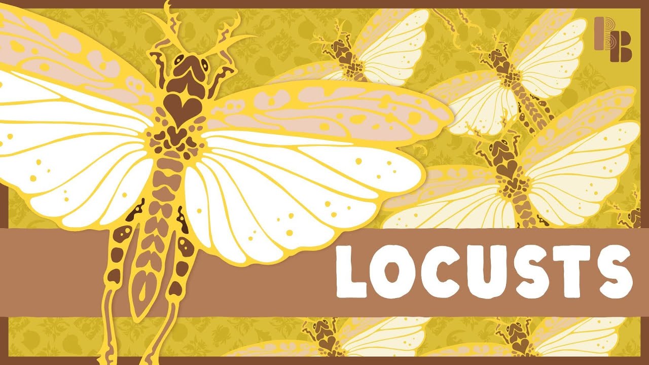 The Odd Thing That Transforms Grasshoppers Into Locusts