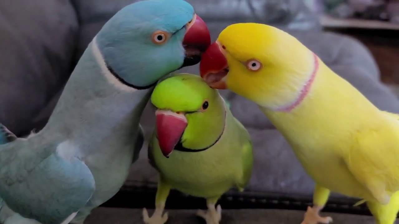 These chatterbox parrots could entertain us for days.