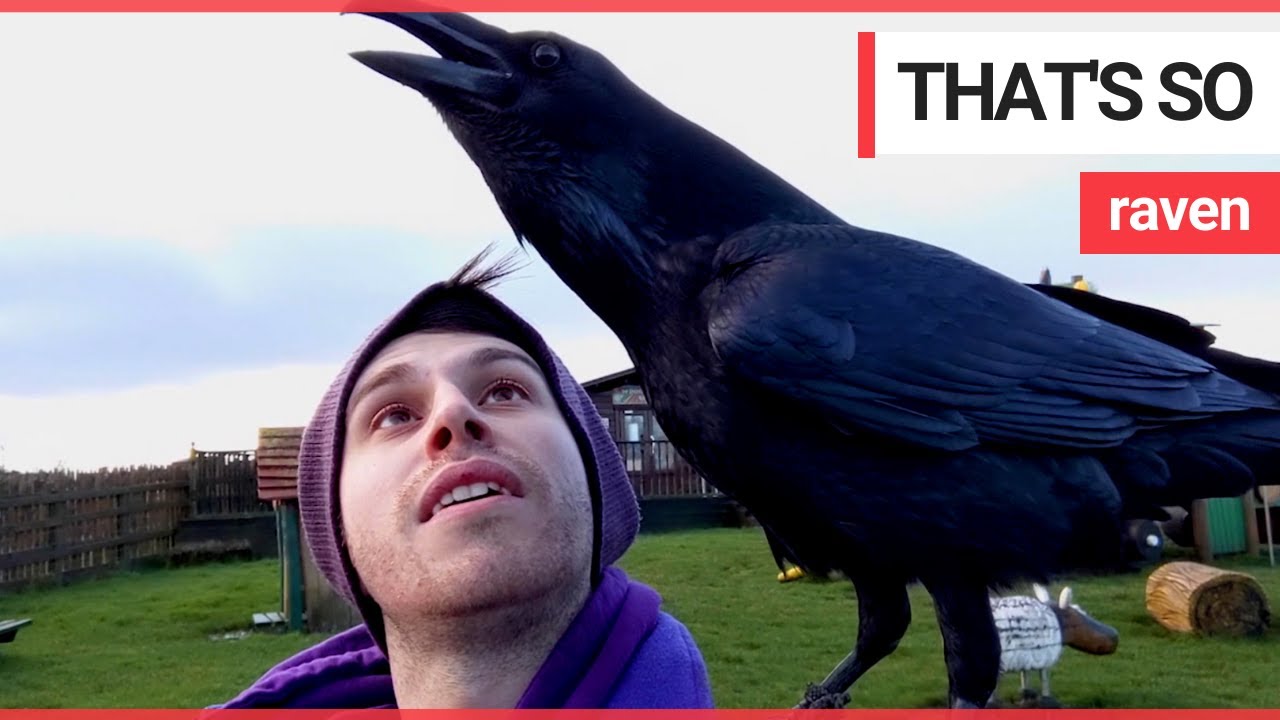 An overly affectionate raven that likes to cuddle.