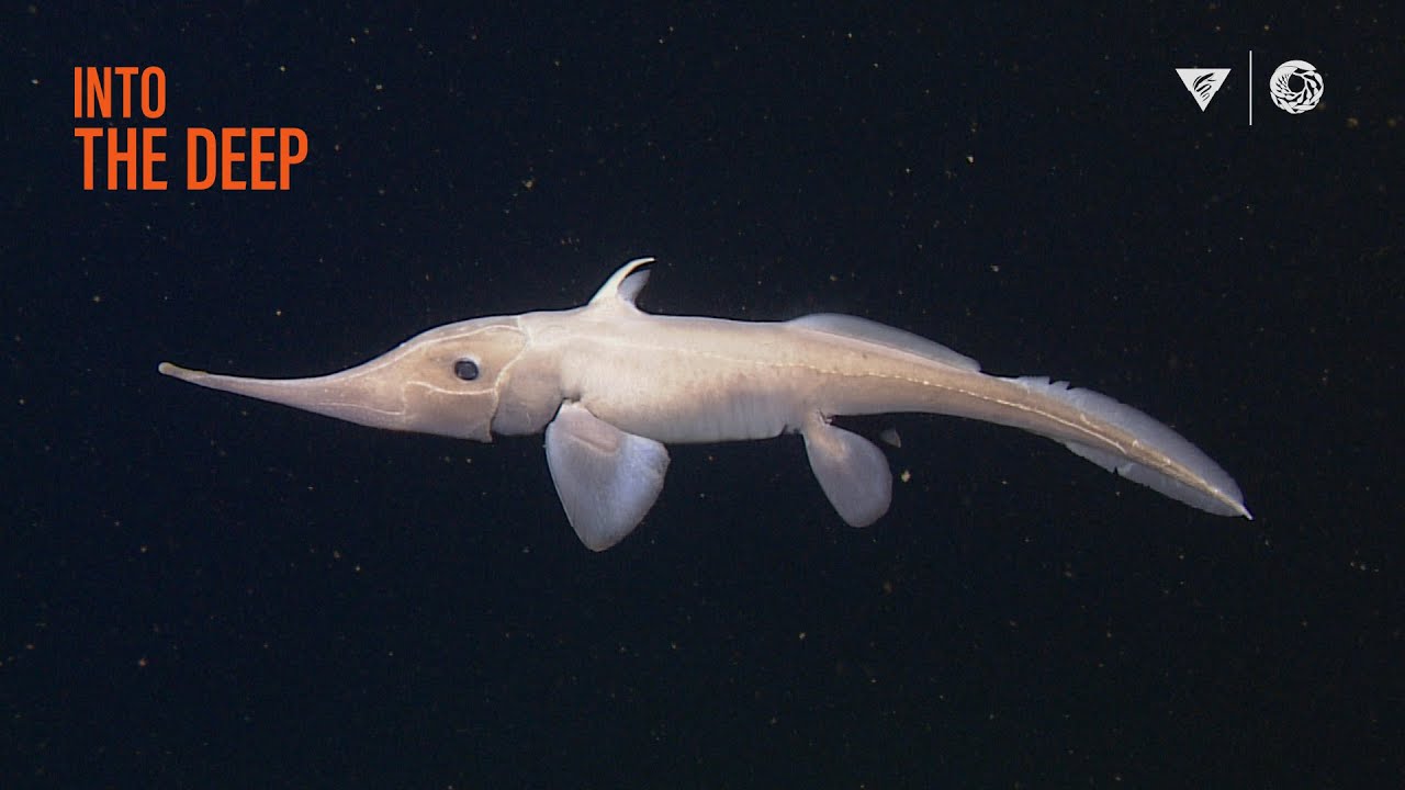 Fascinating footage of deep-sea creatures.