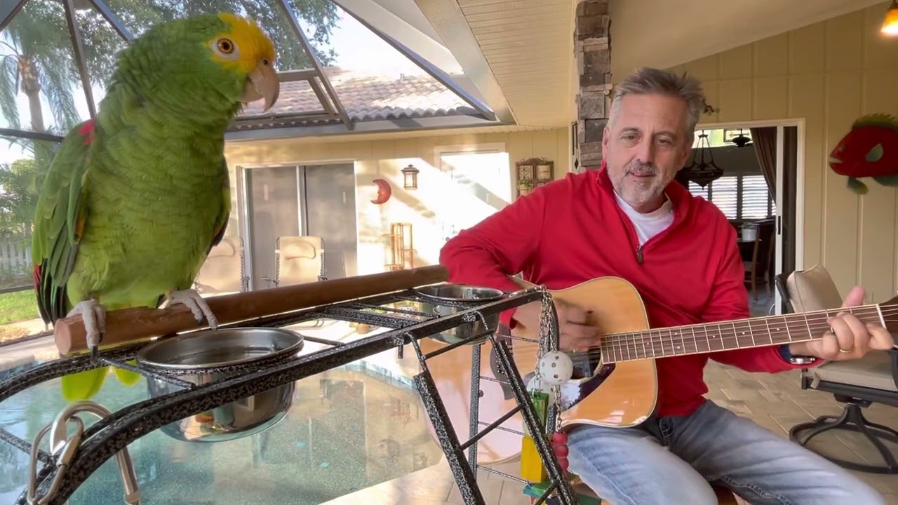 'Eleanor Rigby' played by man and his parrot.