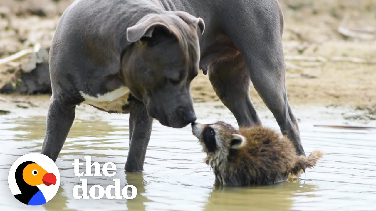 Pitbull Is Loving Mother To Raccoon