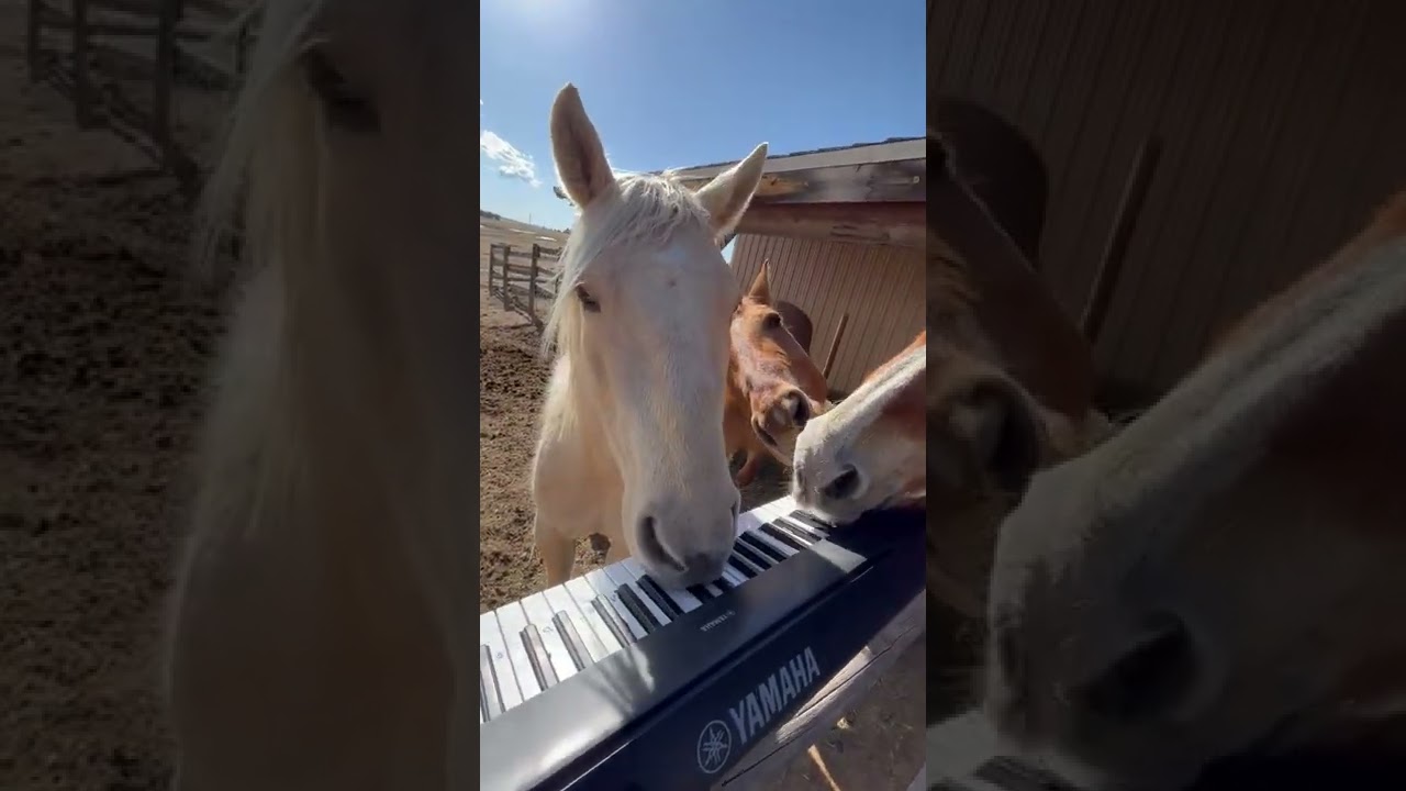 Precious horses play piano.