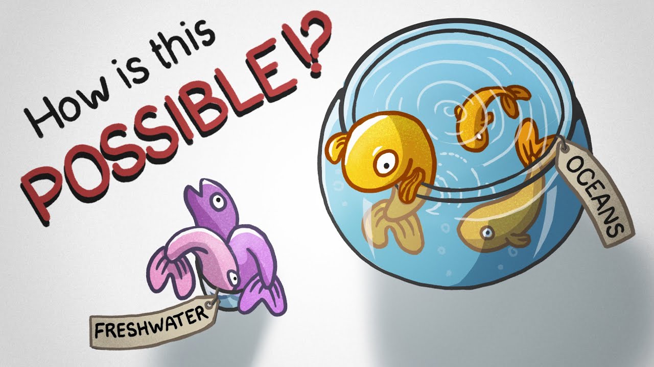 What is the freshwater paradox?