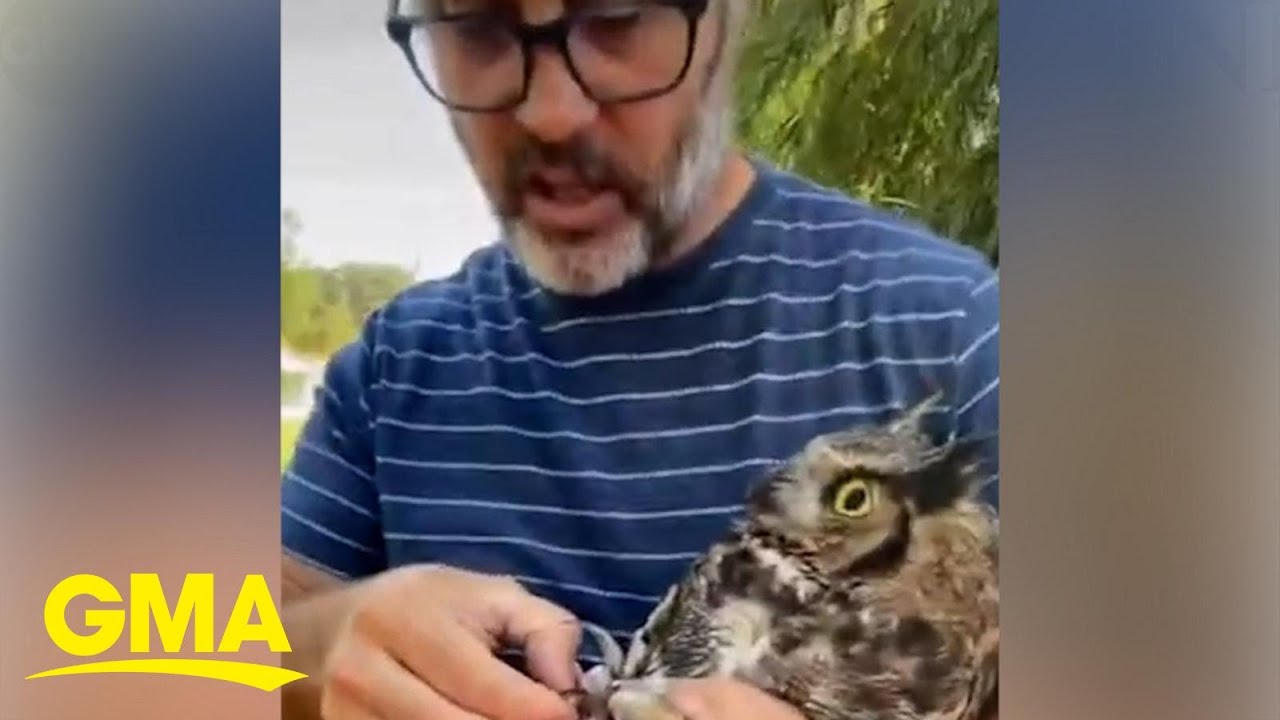 Woman's hilarious reaction to finding owl in chicken run.