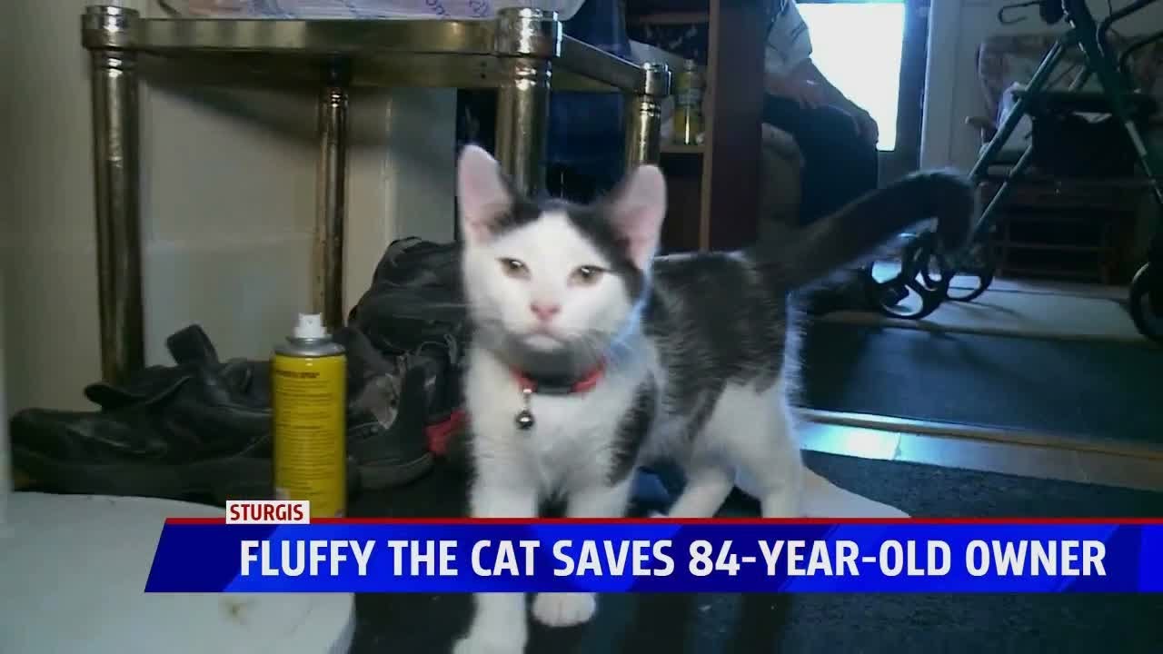 Cat saves man's life.
