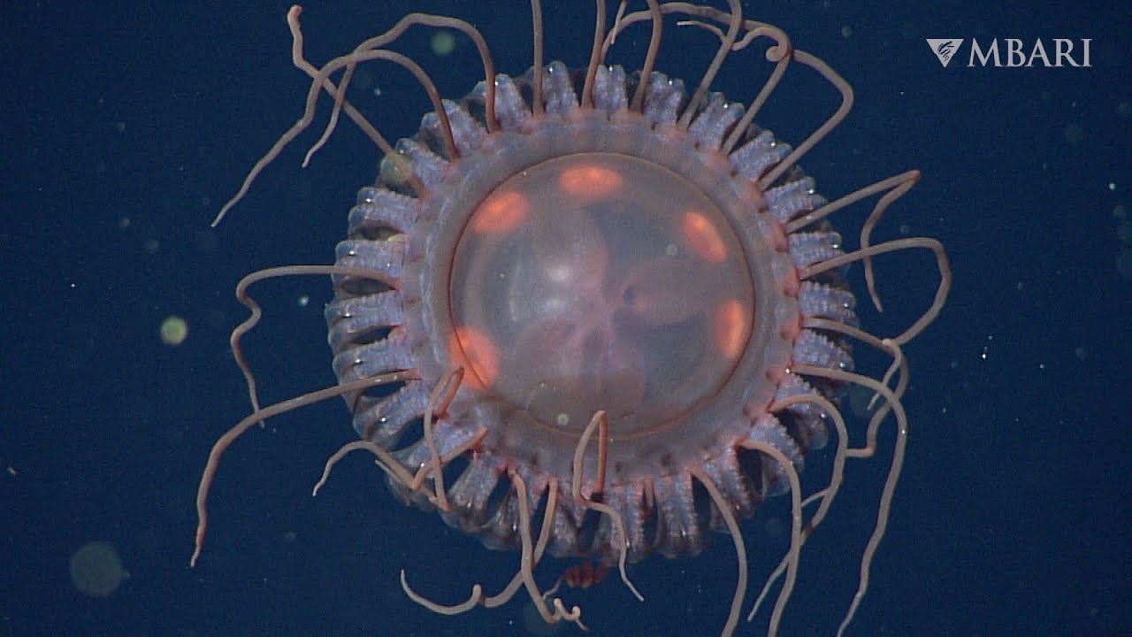 New jelly species spotted in Monterey Bay.