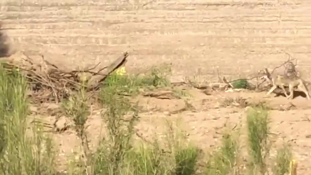 Road runner and coyote IRL.