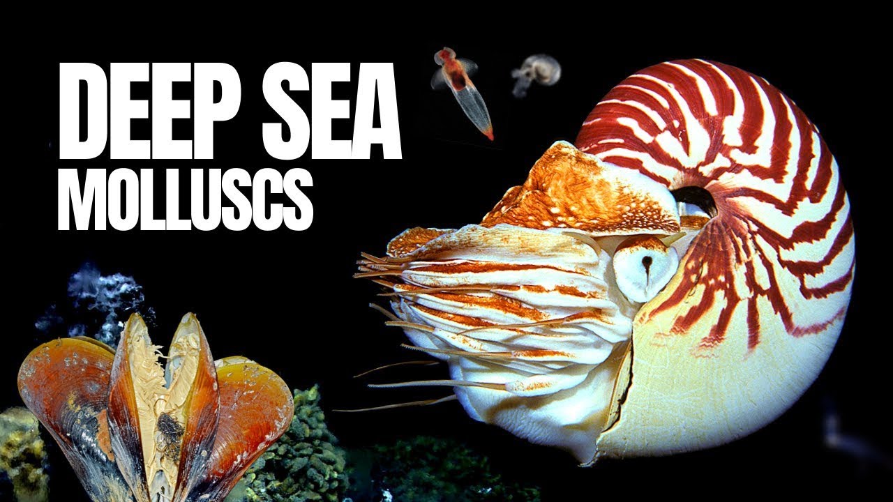 Look into the unusual world of deep sea molluscs.