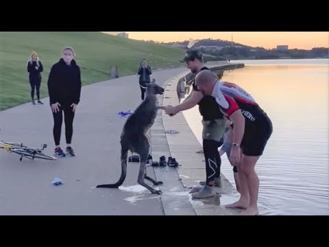 Kangaroo shakes hands with human rescuers.