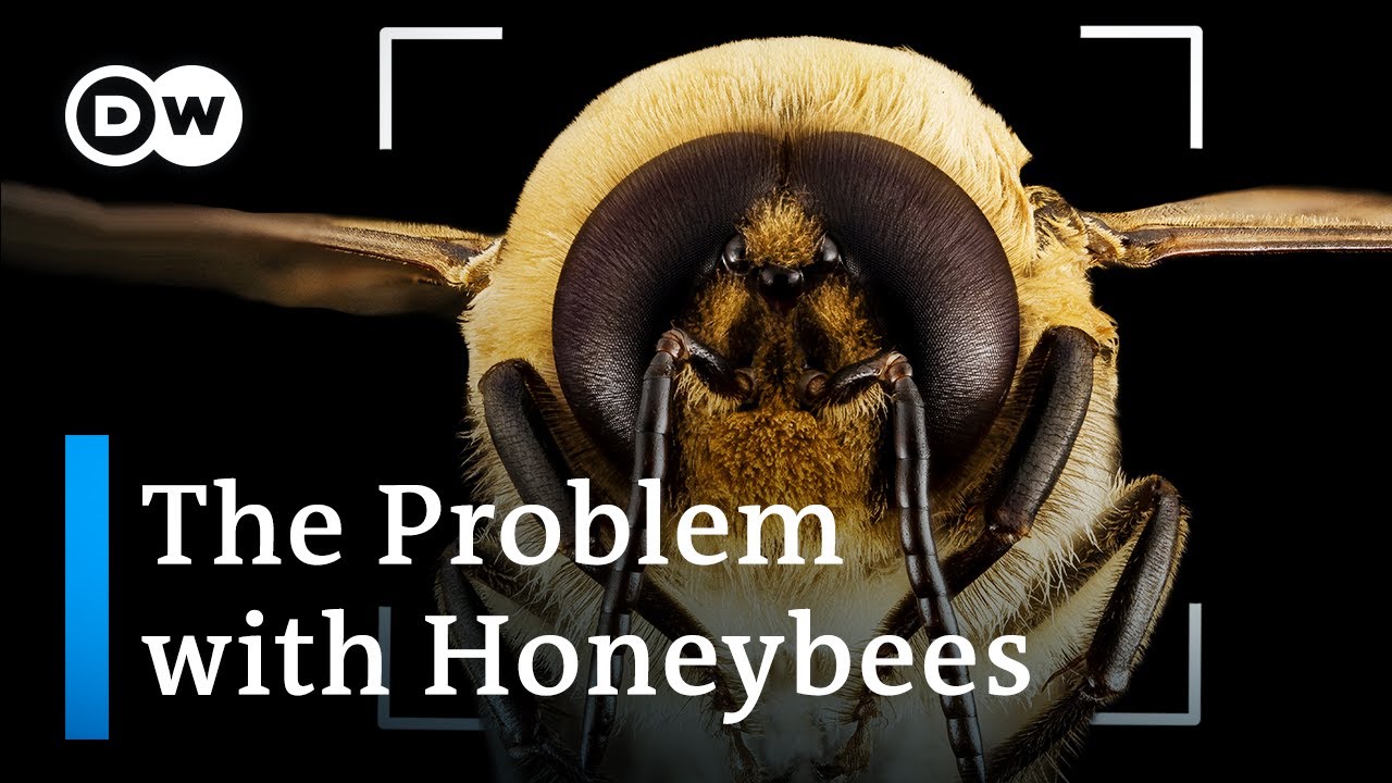 We may be saving the wrong bees.