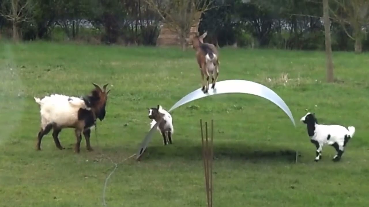 Animals think they are alone.