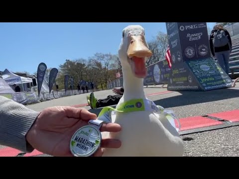Wrinkle the duck runs a marathon.