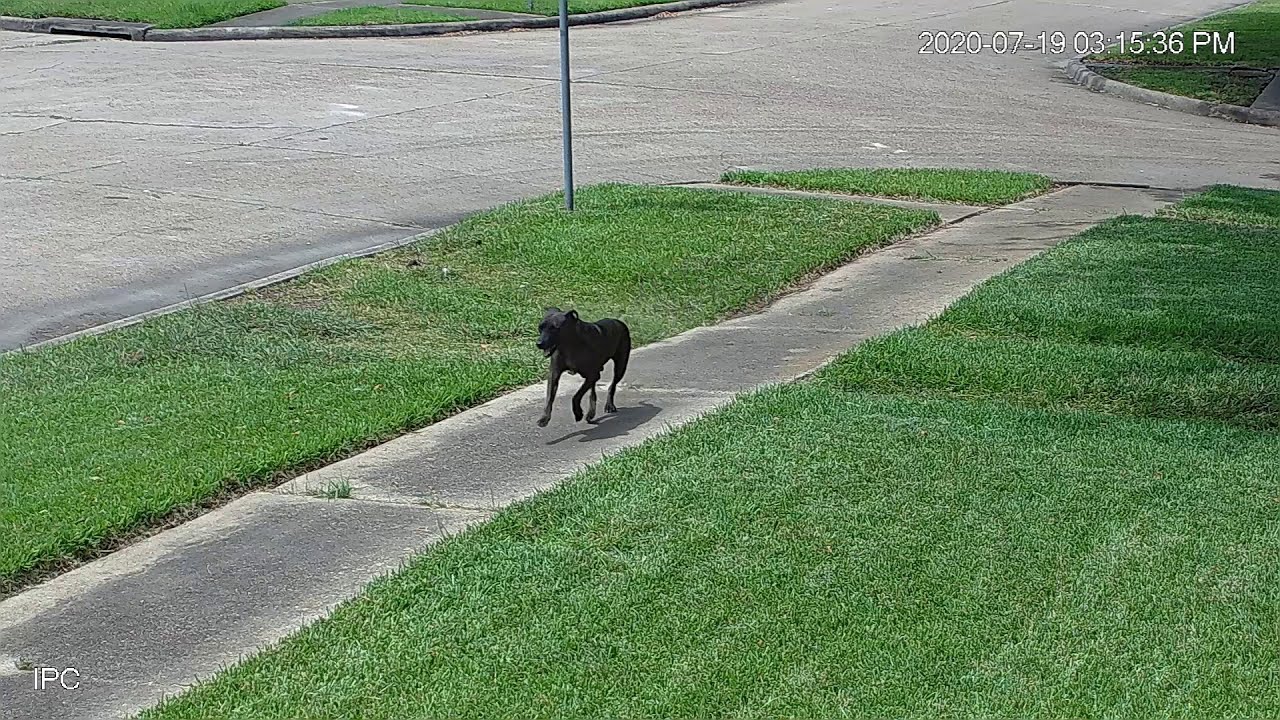 This dog knows when to run.
