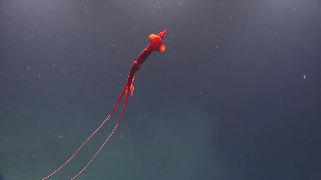 Whiplash squid playing in underwater snowstorm.