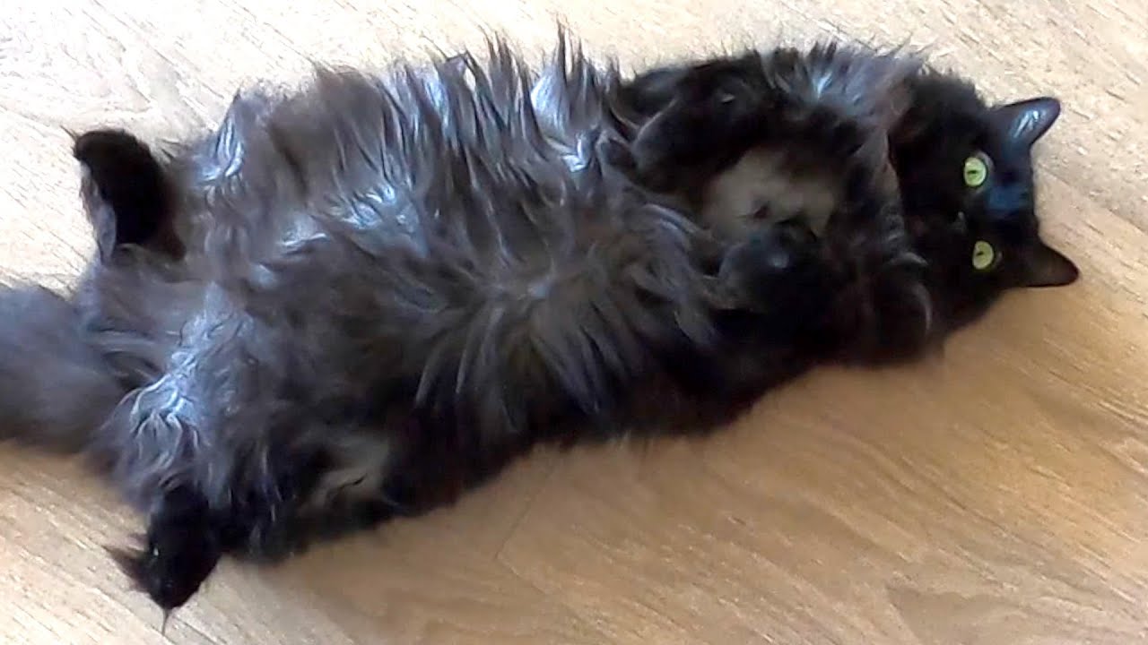 Cat is a squeeze toy.