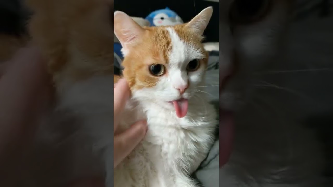 Human helps cat retract super long tongue.