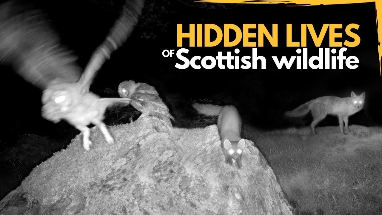 The hidden world of Scottish wildlife revealed.