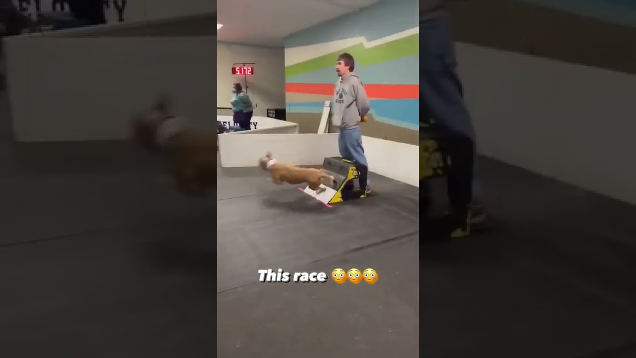 Intense dog race.