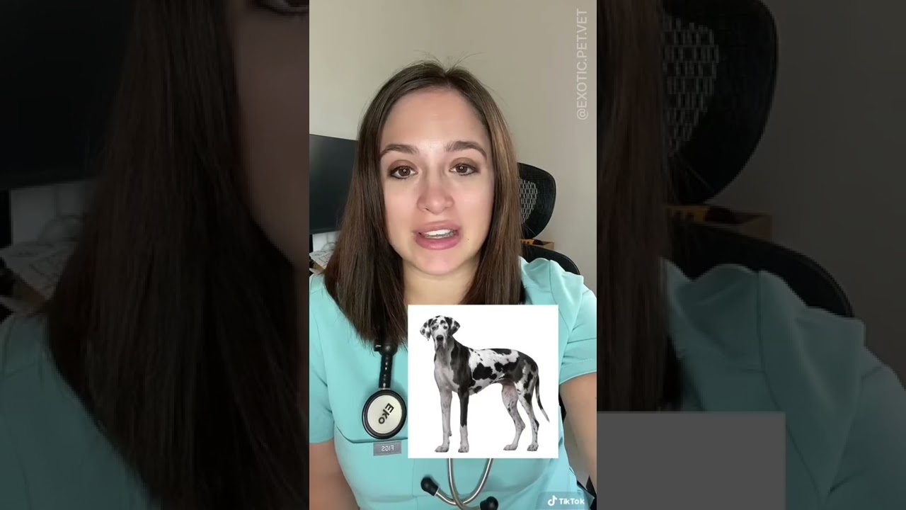 Five dog breeds this vet wouldn't own.