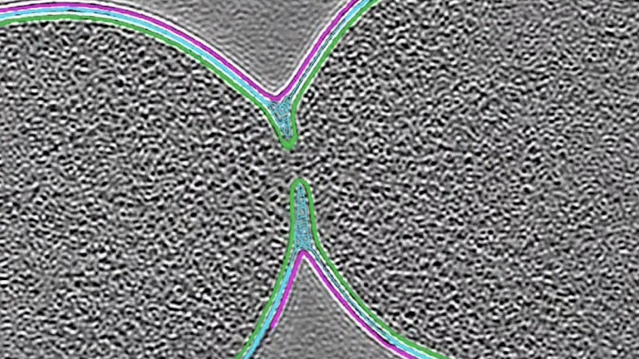 Cell division seen like never before.