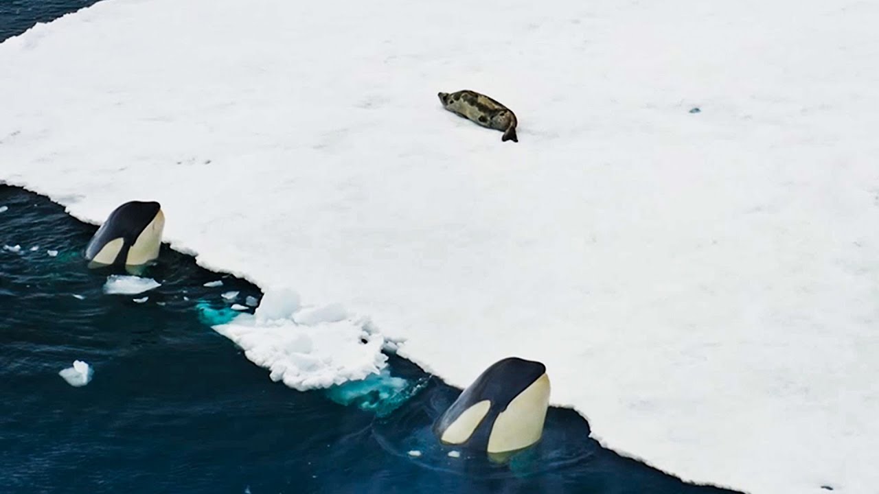 Incredible way these orcas hunt.