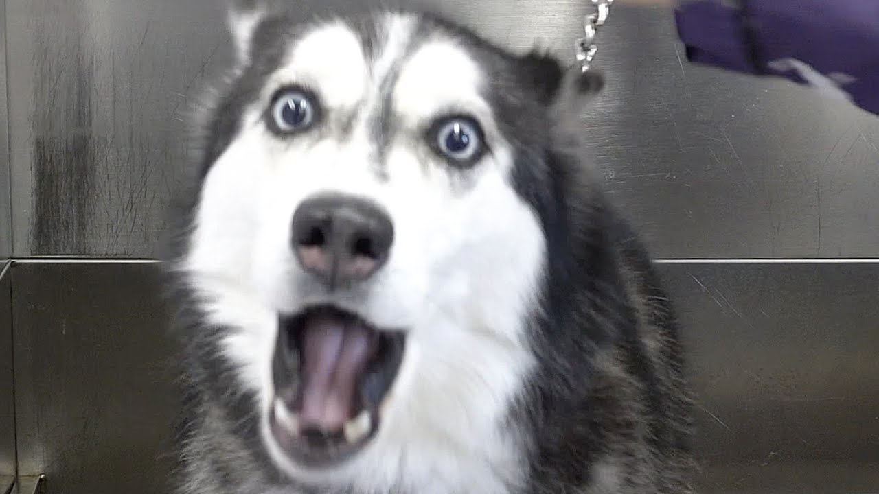 Lunatic Husky yells at groomer.