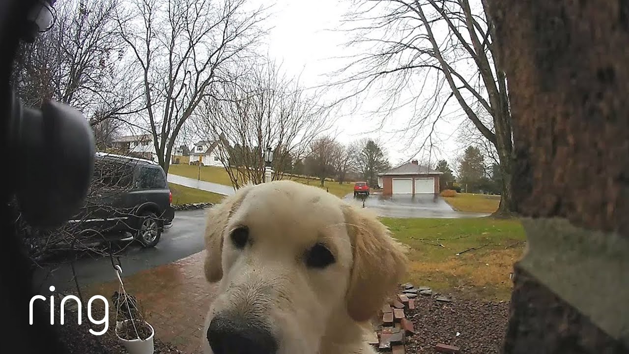 Dog rings neighbor's doorbell like a person.