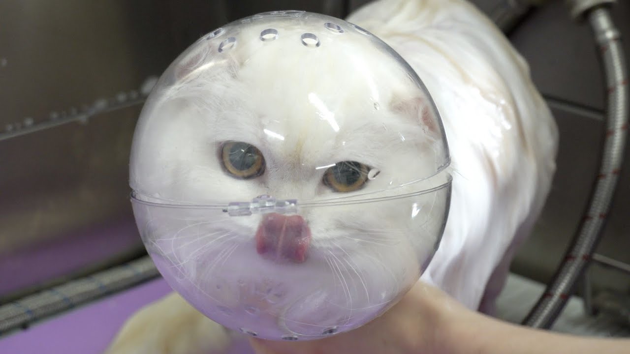 Beautiful cat gets the trouble bubble.