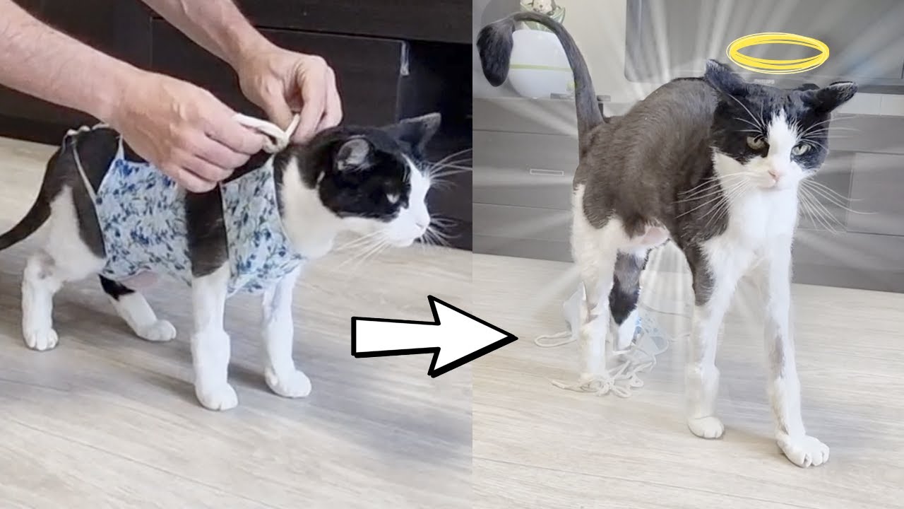 Cat gets wrap off after 2 weeks.