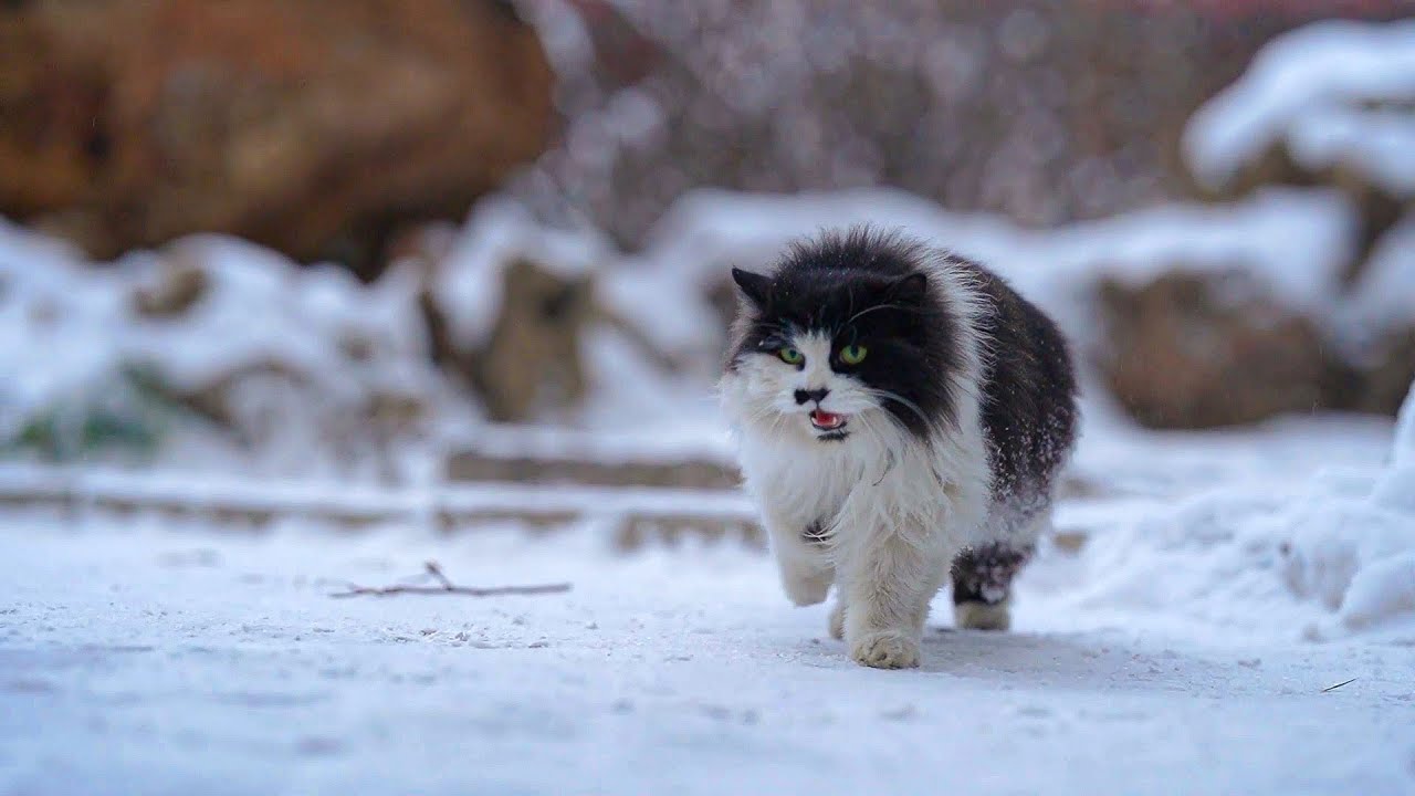 Cat walks gingerly on snow.