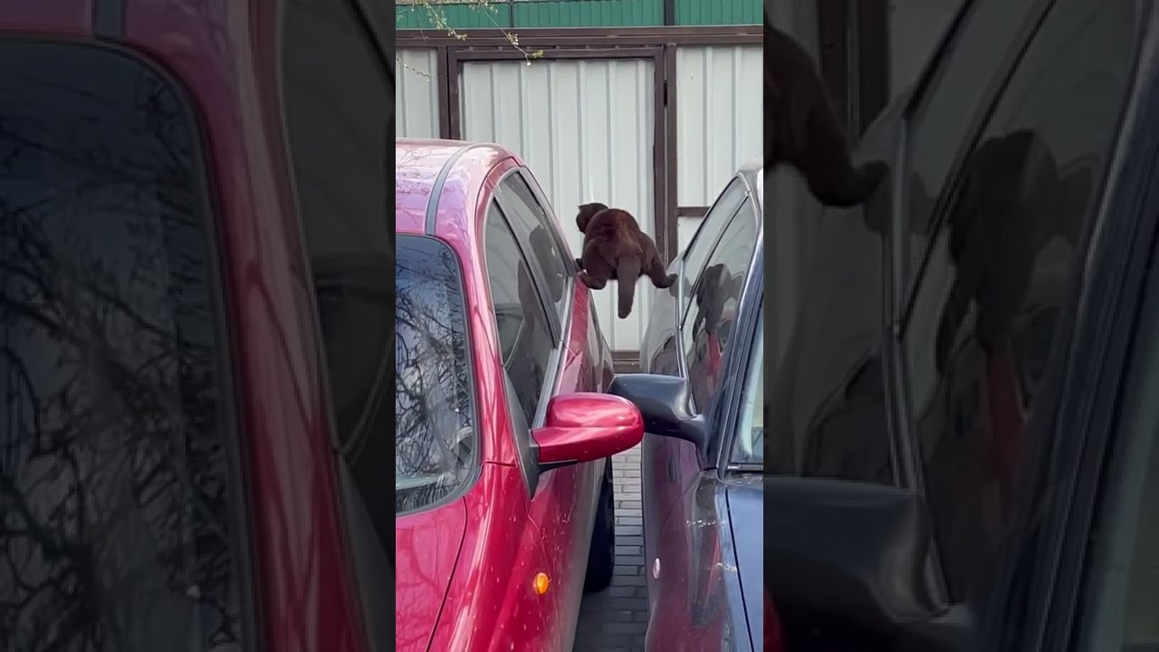 Cat shimmies between parked cars.