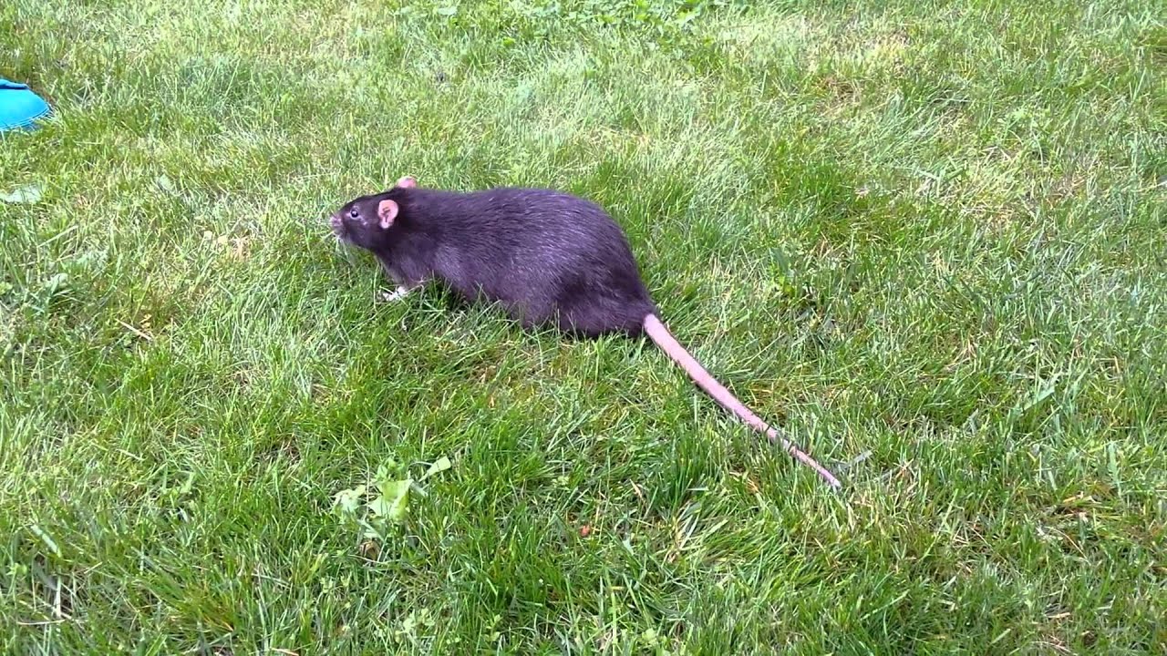 Fat rat sat on grass.