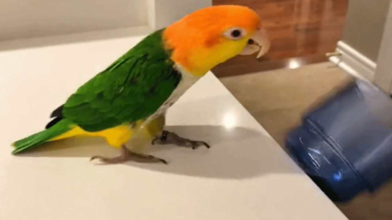 Man brings home boisterous parrot.