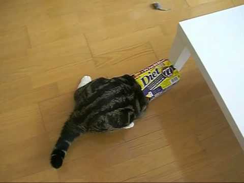 This cat playing with boxes is so much better than it sounds.