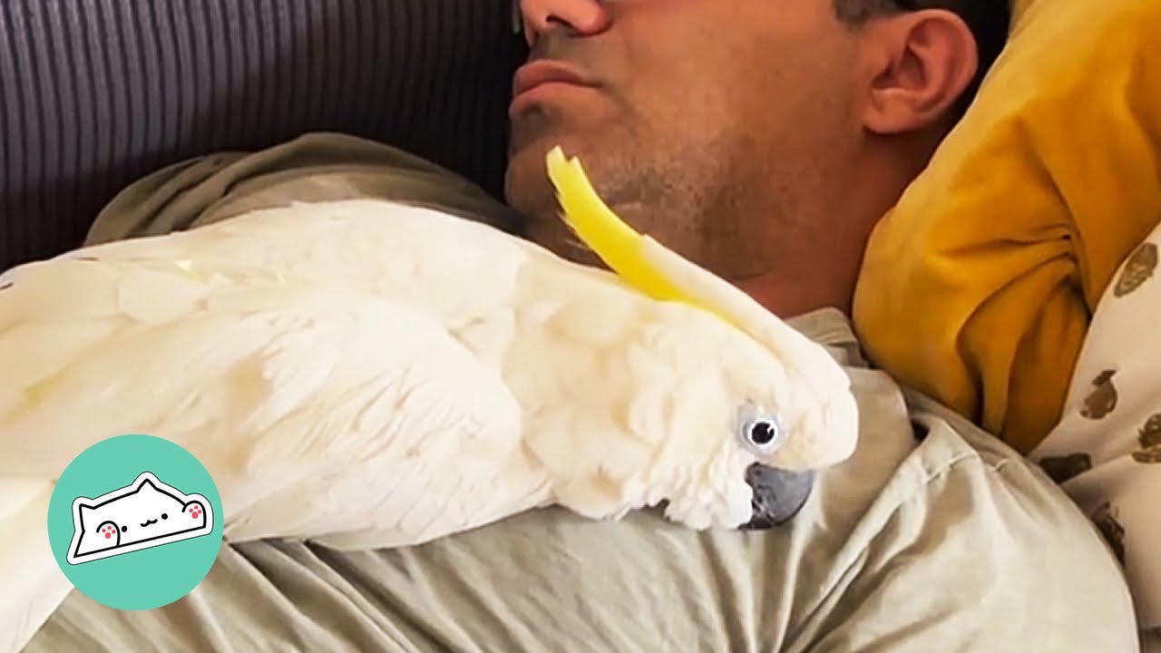 Cockatoo forms special bond with human.