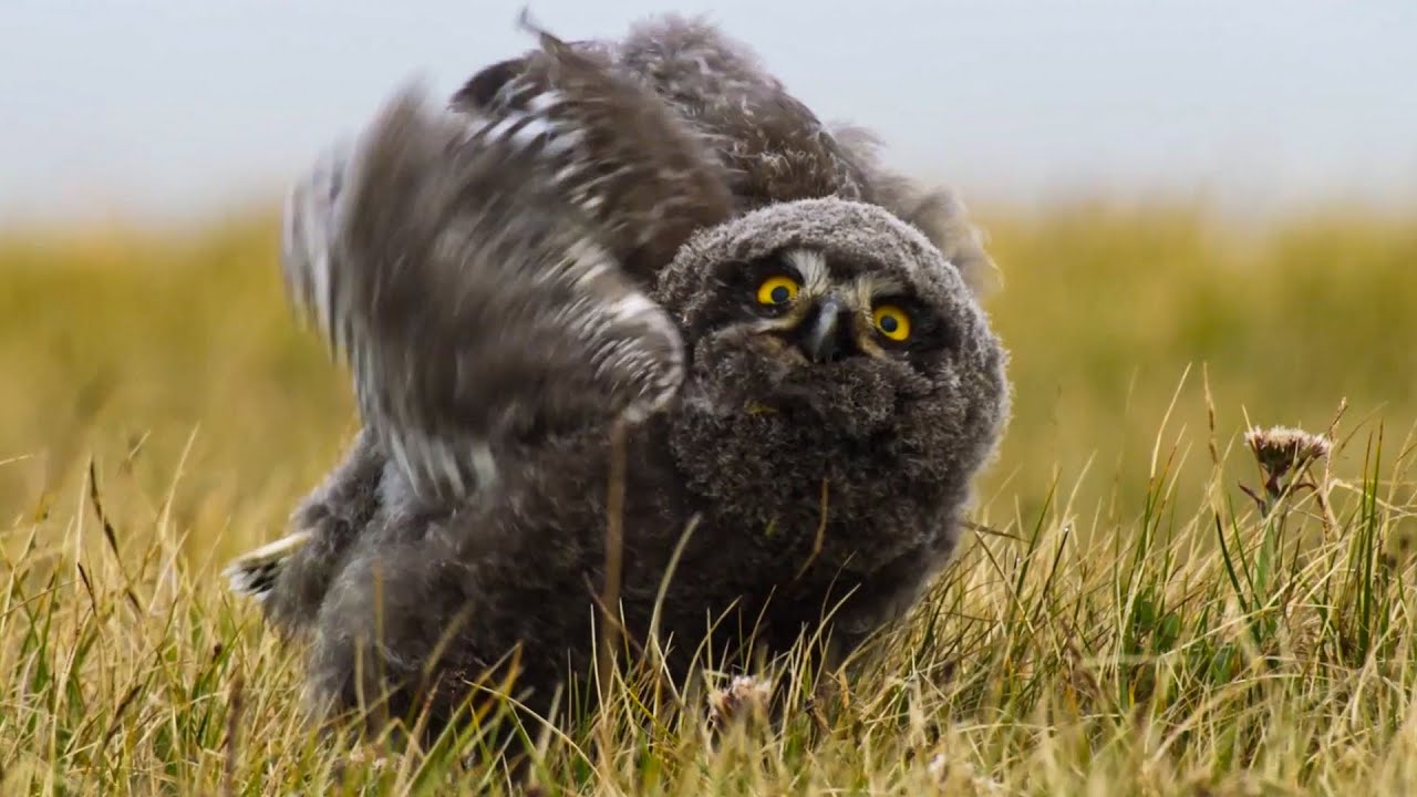 Fluffy owl chicks learn to fly.