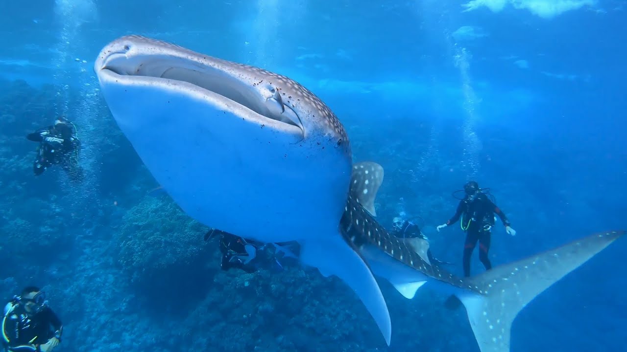 Beautiful shark footage from Red Sea.