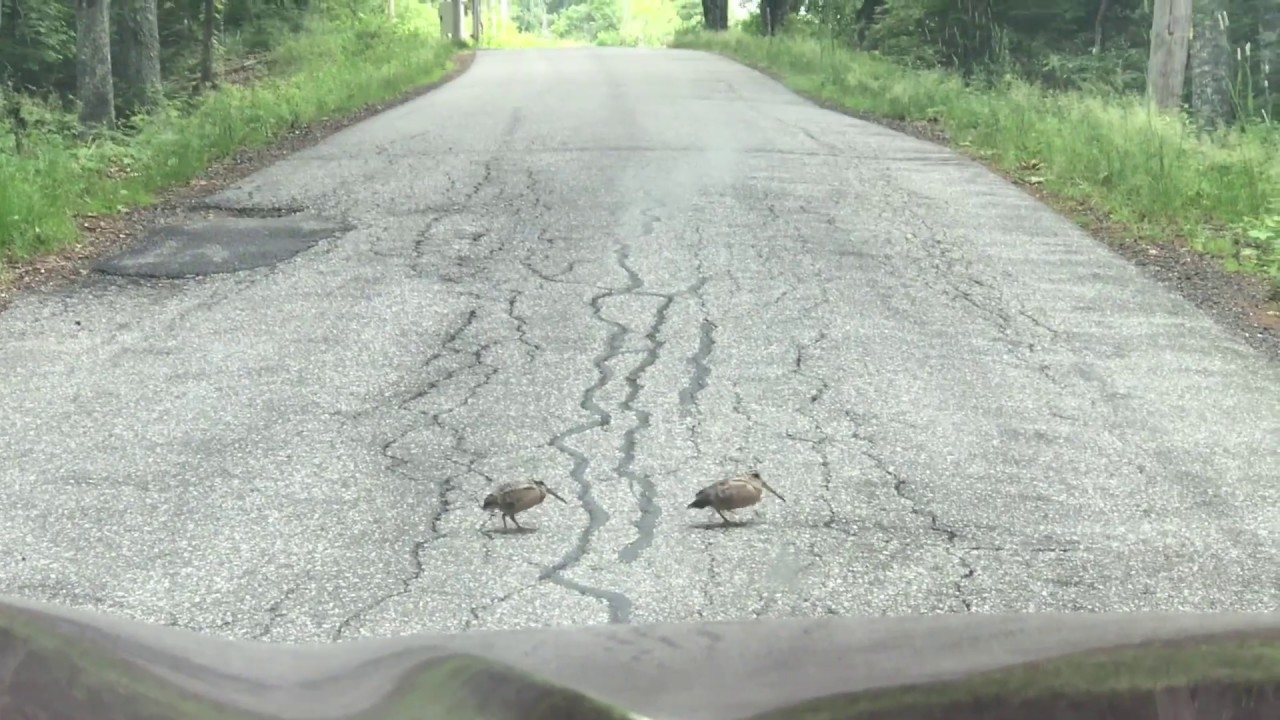 Birds hilariously cross the street.