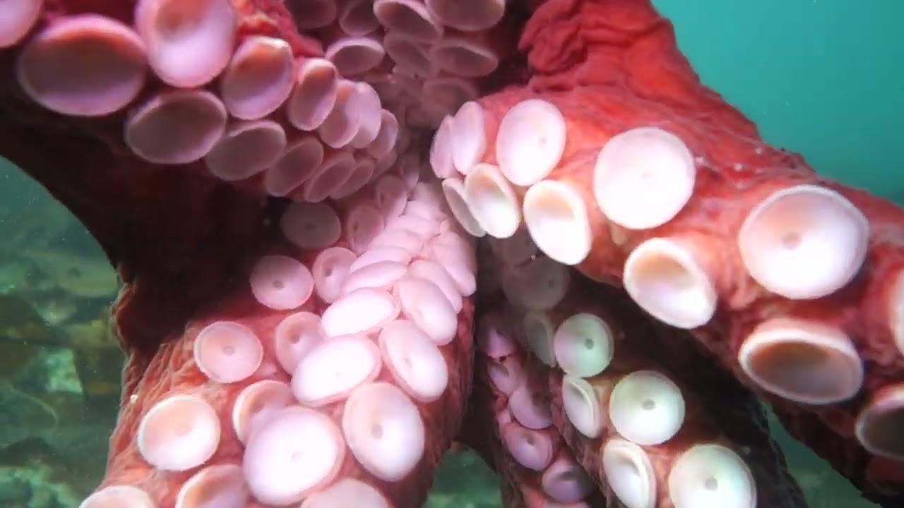 Incredible octopus encounter.