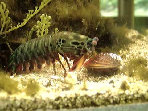 Insane way mantis shrimp hunts clam.