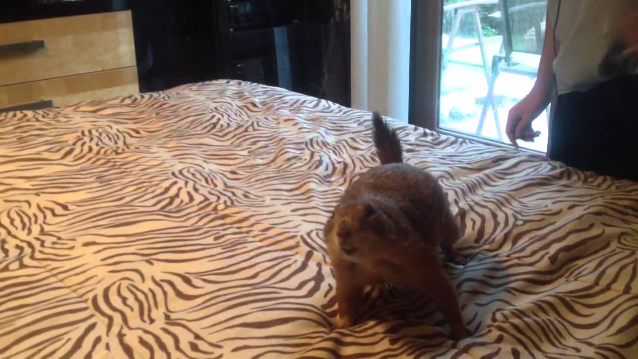 Very angry prairie dog.