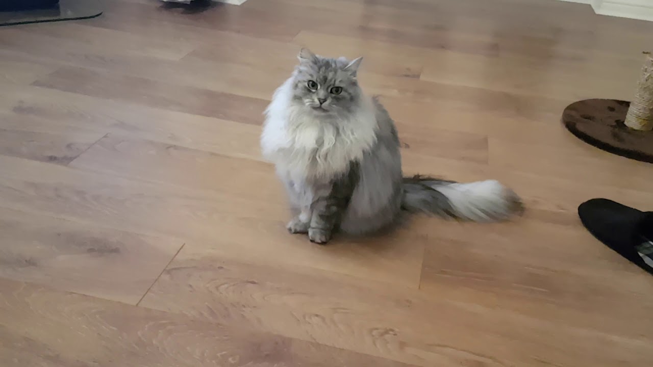 Siberian cat does backflips like a boss.