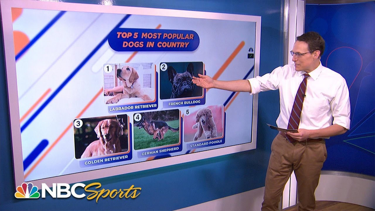 Steve Kornacki on U.S. dog breeds.