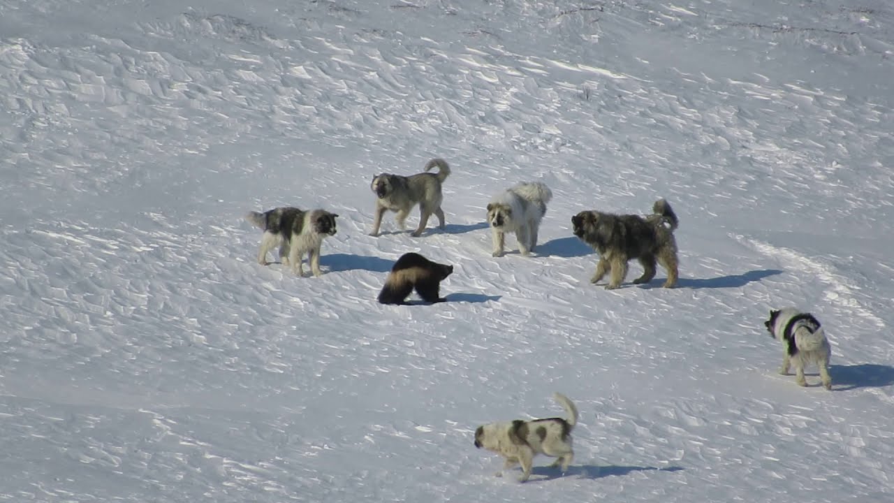 Wolverine vs. stray dogs.